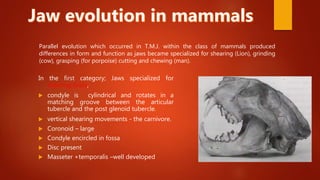 evolution of jaw | PPTX
