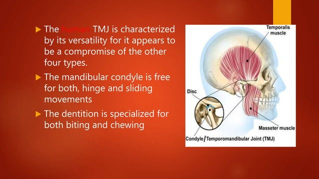evolution of jaw | PPTX