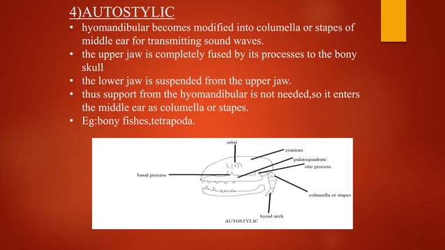 evolution of jaw | PPTX