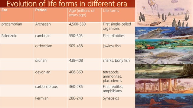 evolution of jaw | PPTX