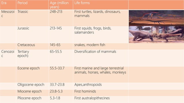 evolution of jaw | PPTX
