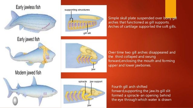 Jaws Evolved From _ Types Of Fish Jaws – TBFK
