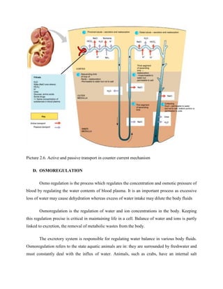 2 excretion osmoregulation rev | DOCX
