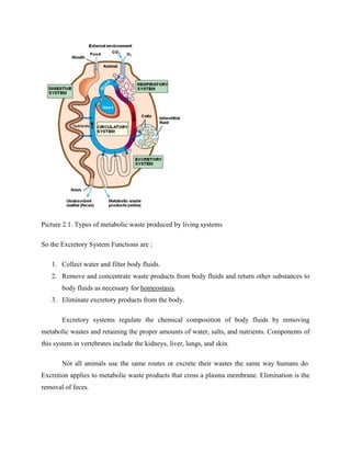 2 excretion osmoregulation rev | DOCX