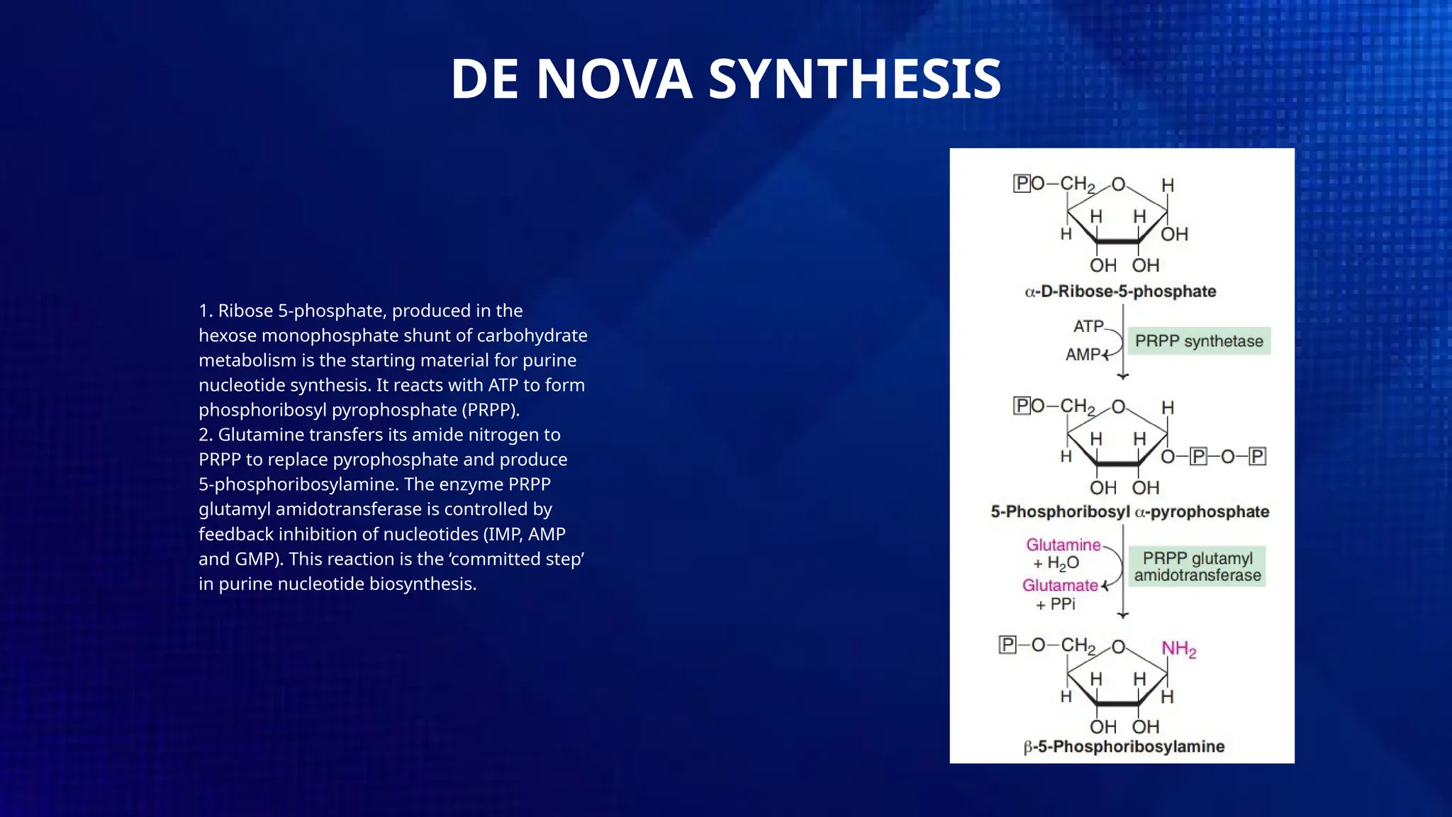 BIOSYNTHESIS OF PURINES AND PYRIMIDINES. | PPTX
