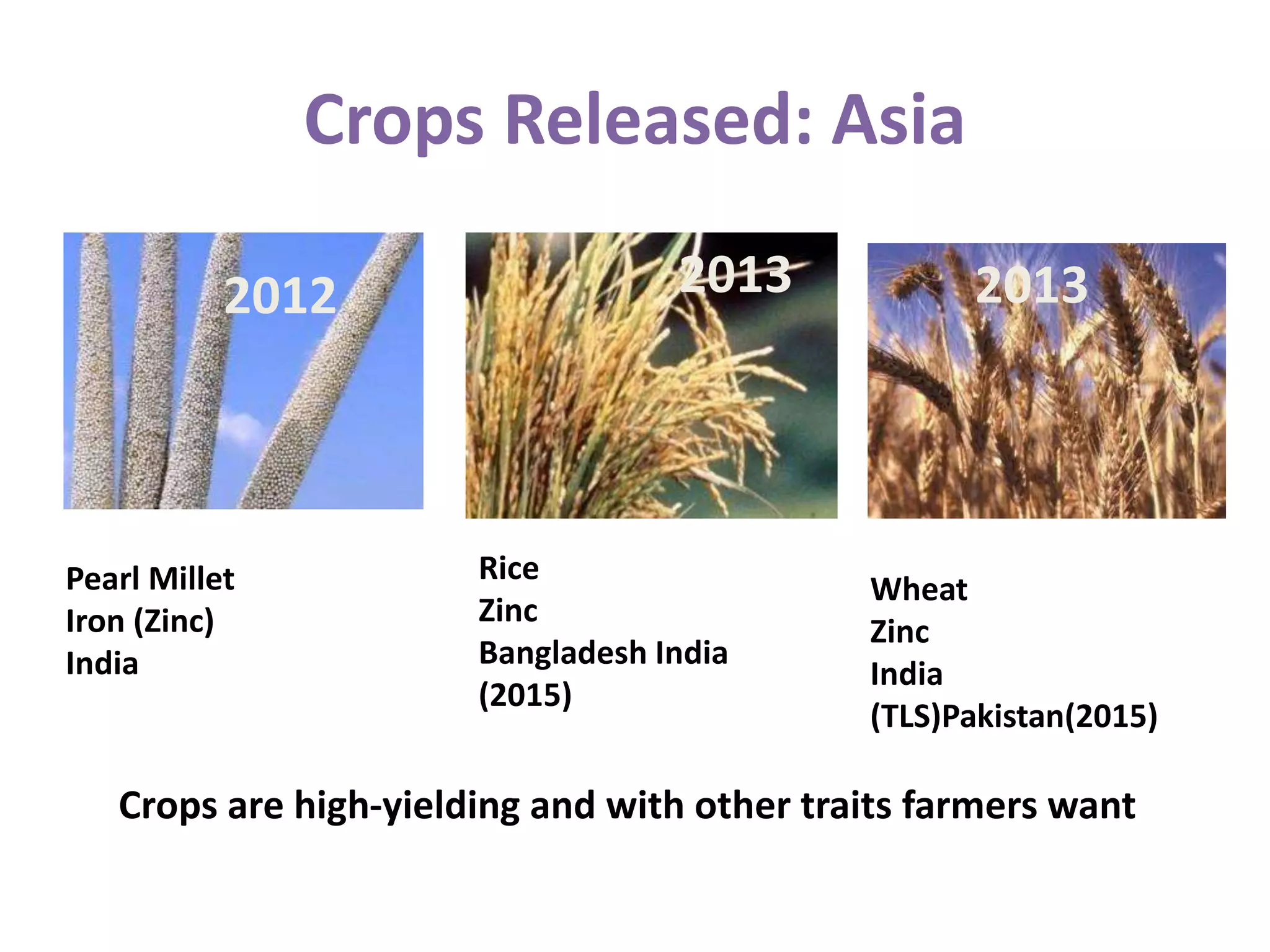 Biofortified Crops PPT IRRI | PPTX