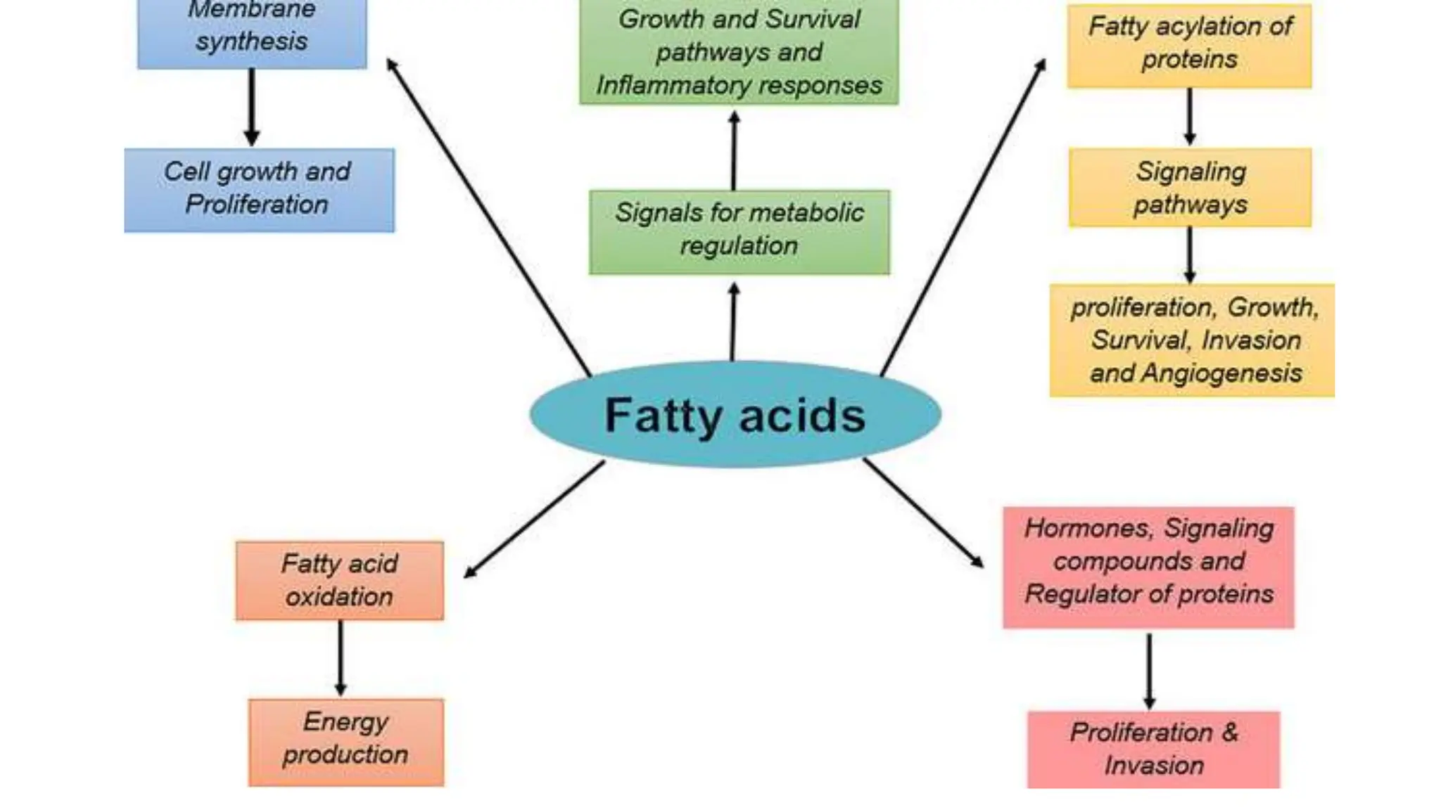 2 FATS.pptx Study Material For Biology Students | PPTX