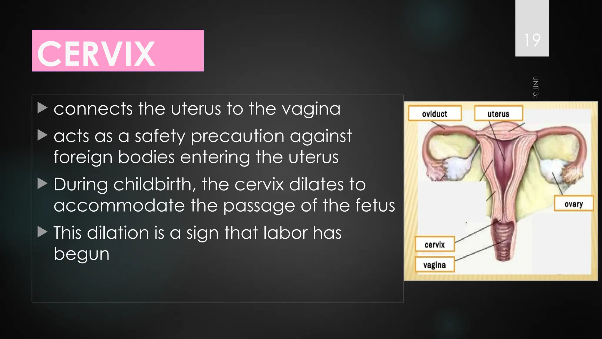 2_Female-Reproductive-system2_Female-Reproductive-system.pptx