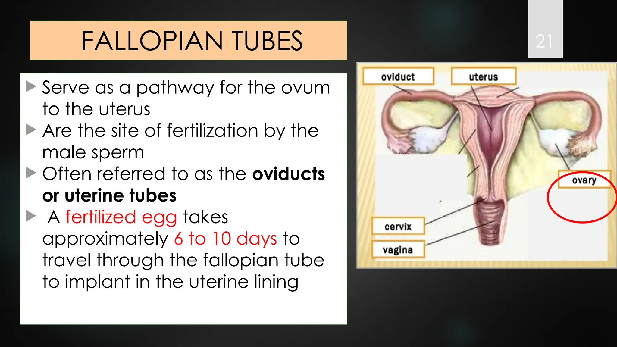 2_Female-Reproductive-system2_Female-Reproductive-system.pptx