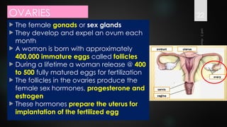 2_Female-Reproductive-system2_Female-Reproductive-system.pptx