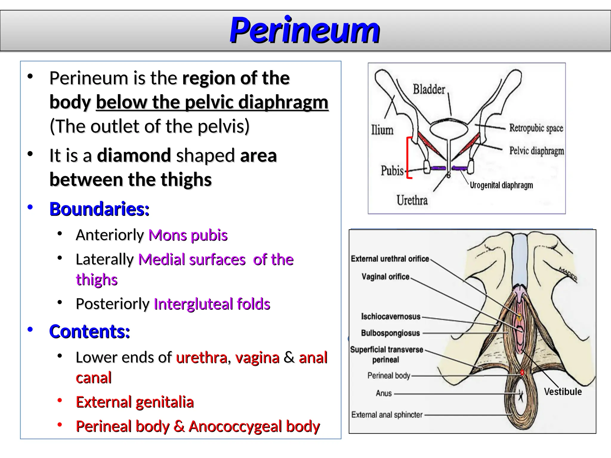 2 Female Perineum And External Genitalia Ppt