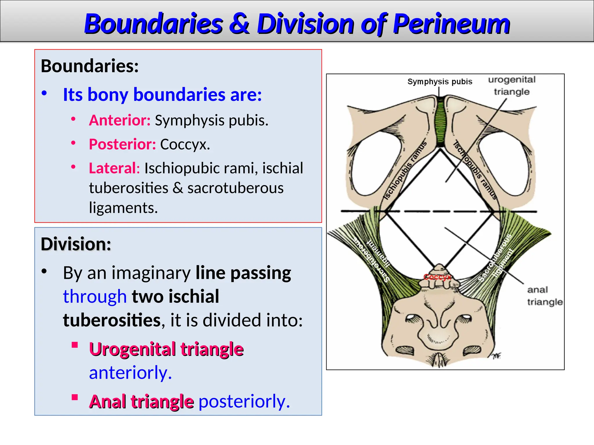 2) Female Perineum and External Genitalia.ppt