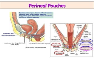 2) Female Perineum and External Genitalia.ppt