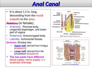 2) Female Perineum and External Genitalia.ppt