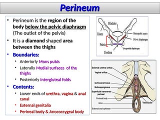 2) Female Perineum and External Genitalia.ppt