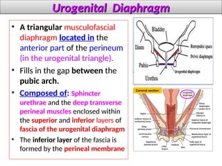2) Female Perineum and External Genitalia.ppt