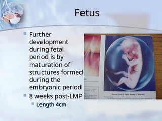 Obstetrics Fetal Growth and Monitoring.ppt