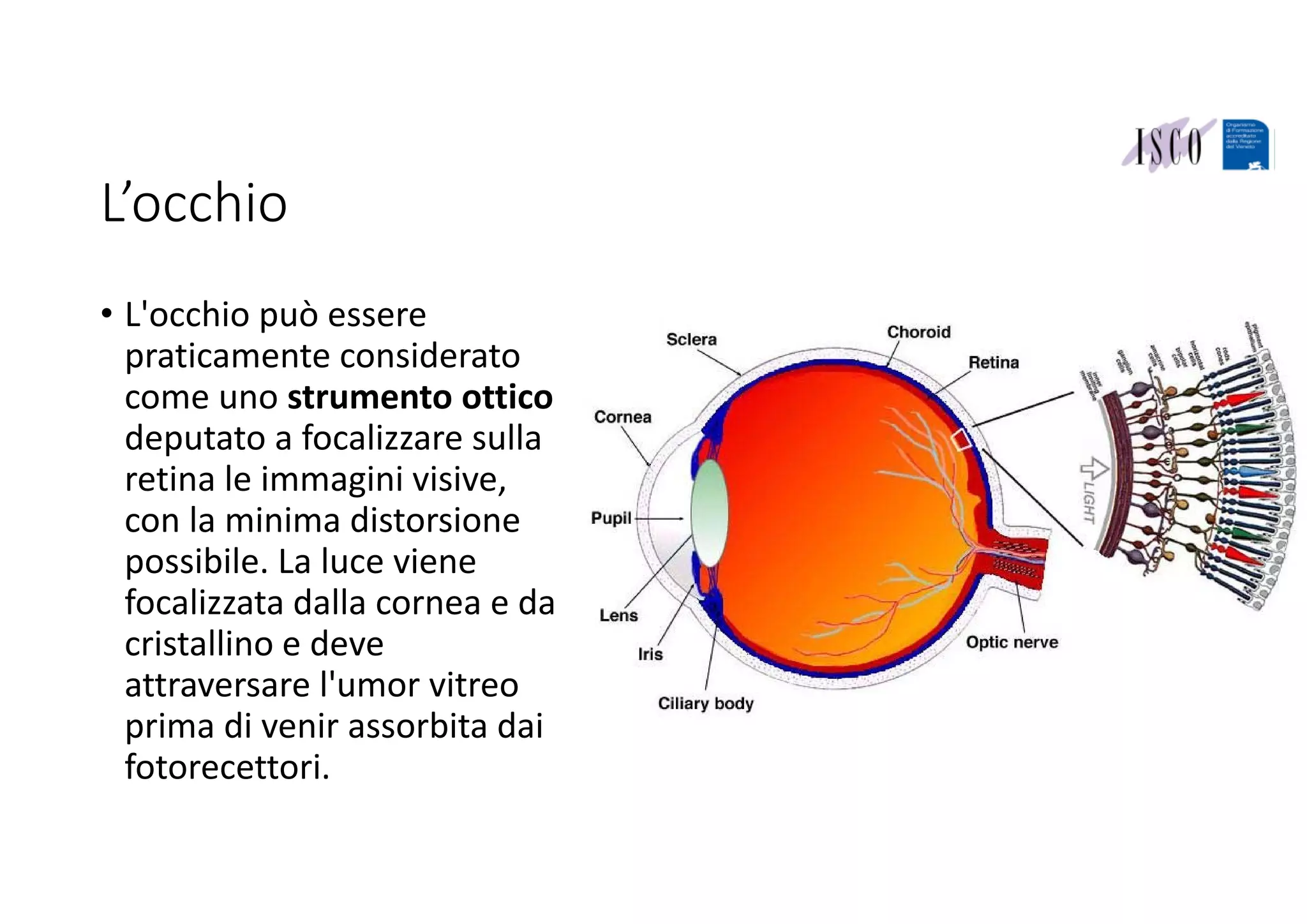 2 fisiologia della visione | PDF