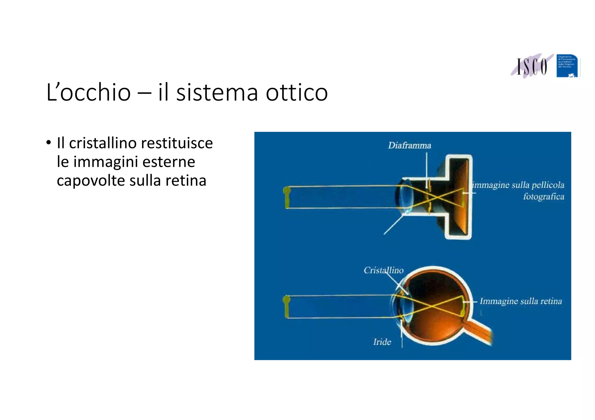 2 fisiologia della visione | PDF