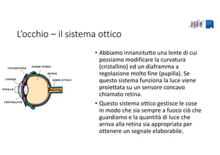 2 fisiologia della visione | PDF