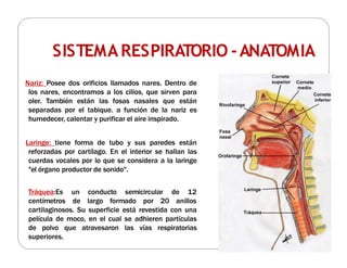 2_Fisiopatologia_Aparato_Respiratorio.pptx