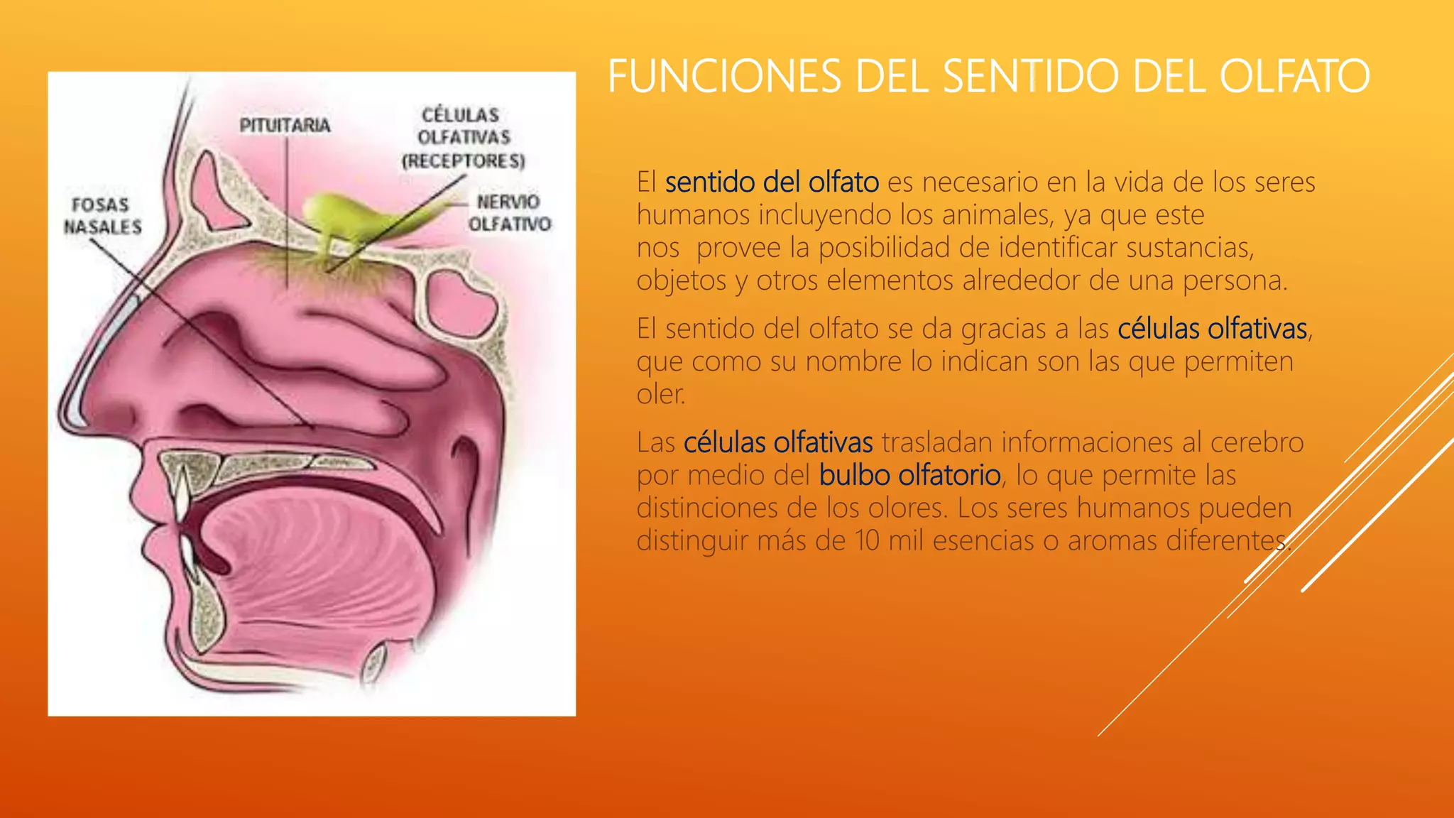 Presentacion sentido del_olfato_final | PPTX