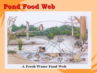 Pond Food Chain Examples For Kids