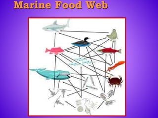2 food chains in ecosystem | PPT