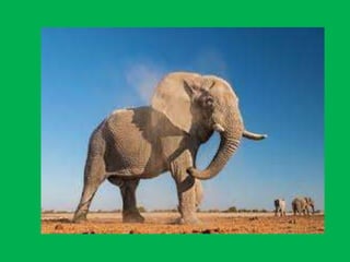 презентация 2 form animals | PPTX