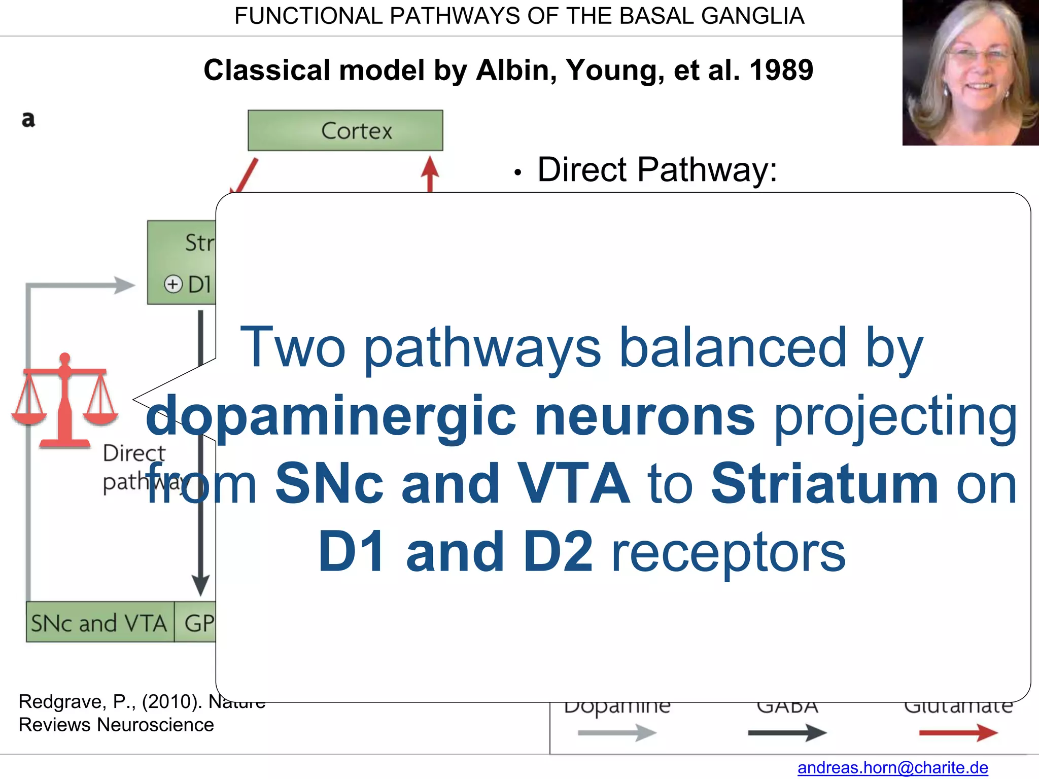Function & Anatomy of the Basal Ganglia | PPTX