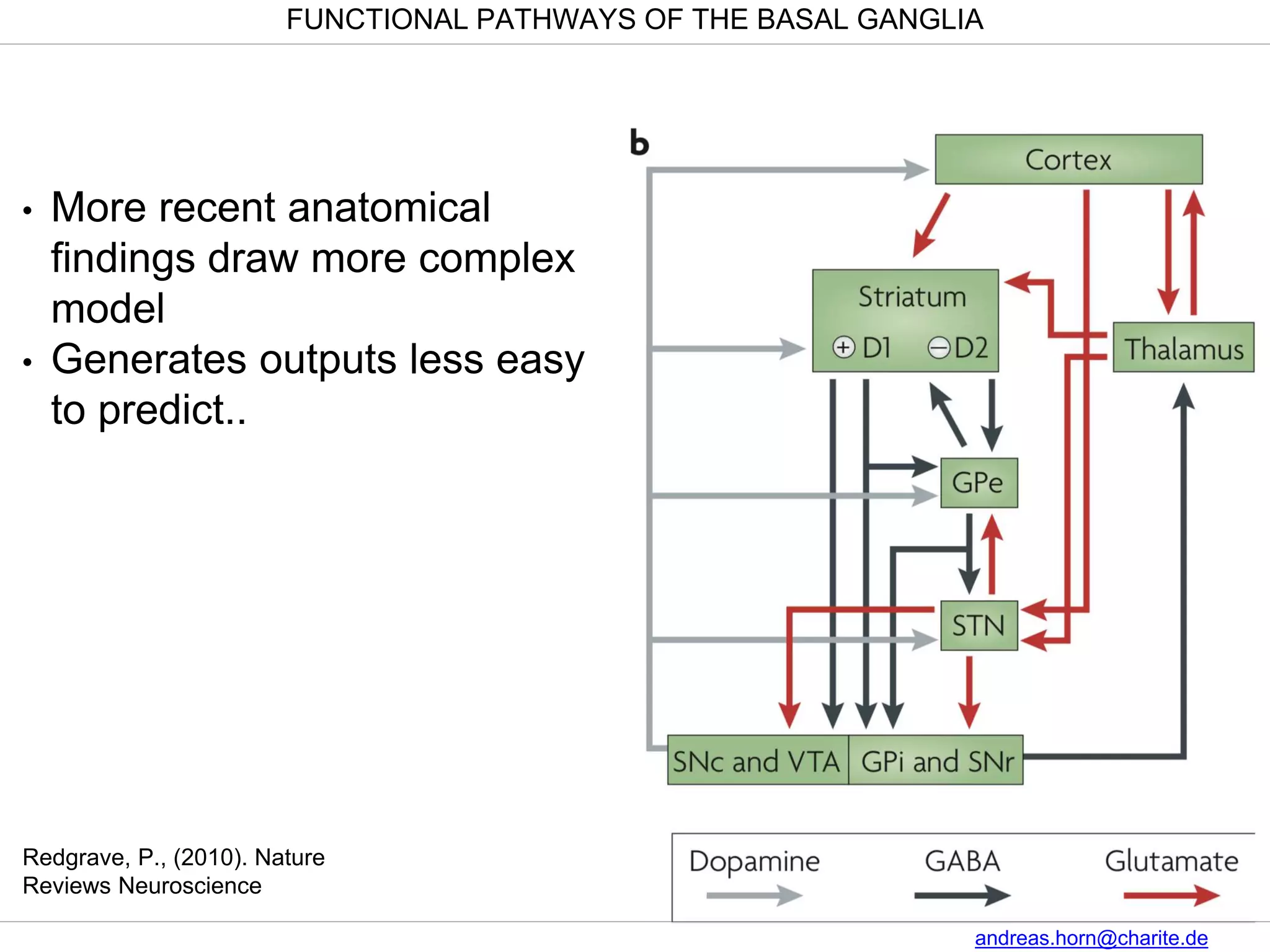 Function & Anatomy of the Basal Ganglia | PPTX