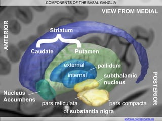 Function & Anatomy of the Basal Ganglia | PPTX