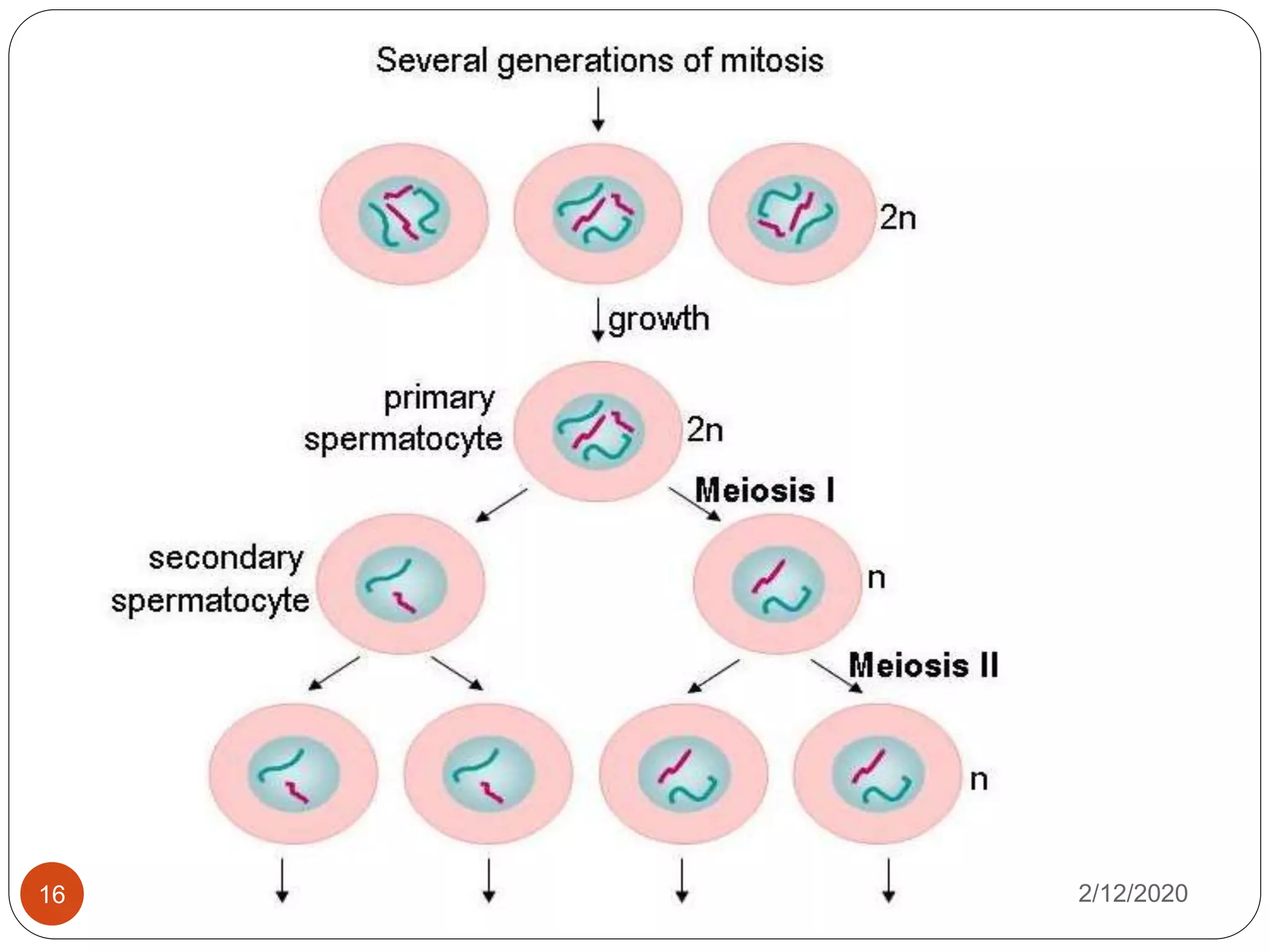 2 gametogenesis, fertilization, | PPTX