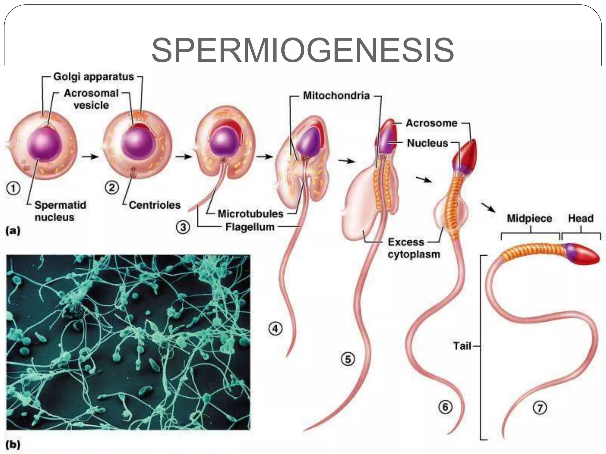 2 gametogenesis, fertilization, | PPTX