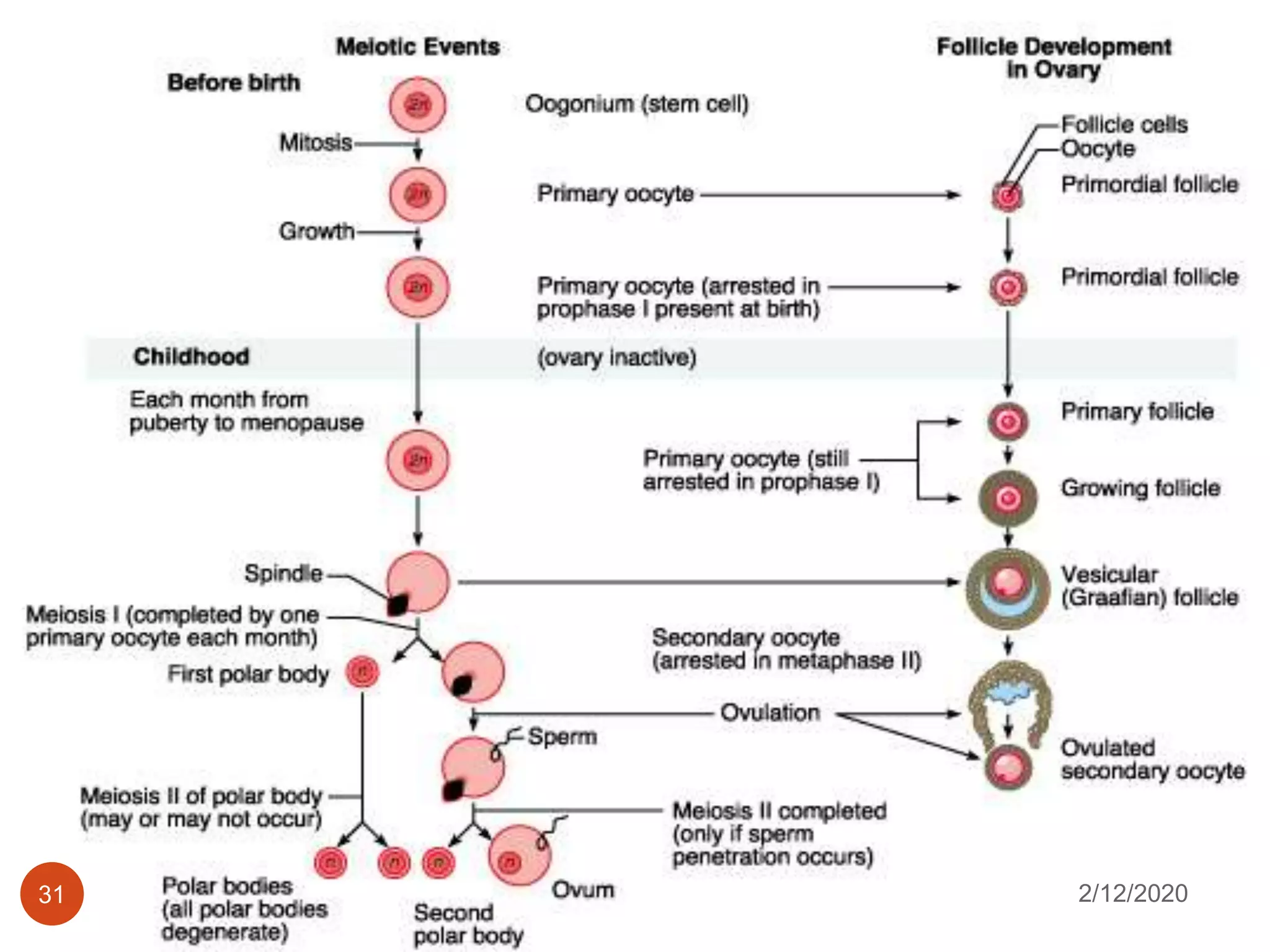2 gametogenesis, fertilization, | PPTX