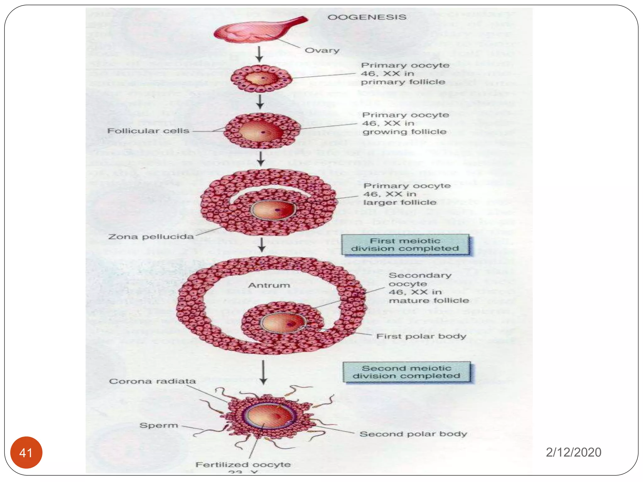 2 gametogenesis, fertilization, | PPTX