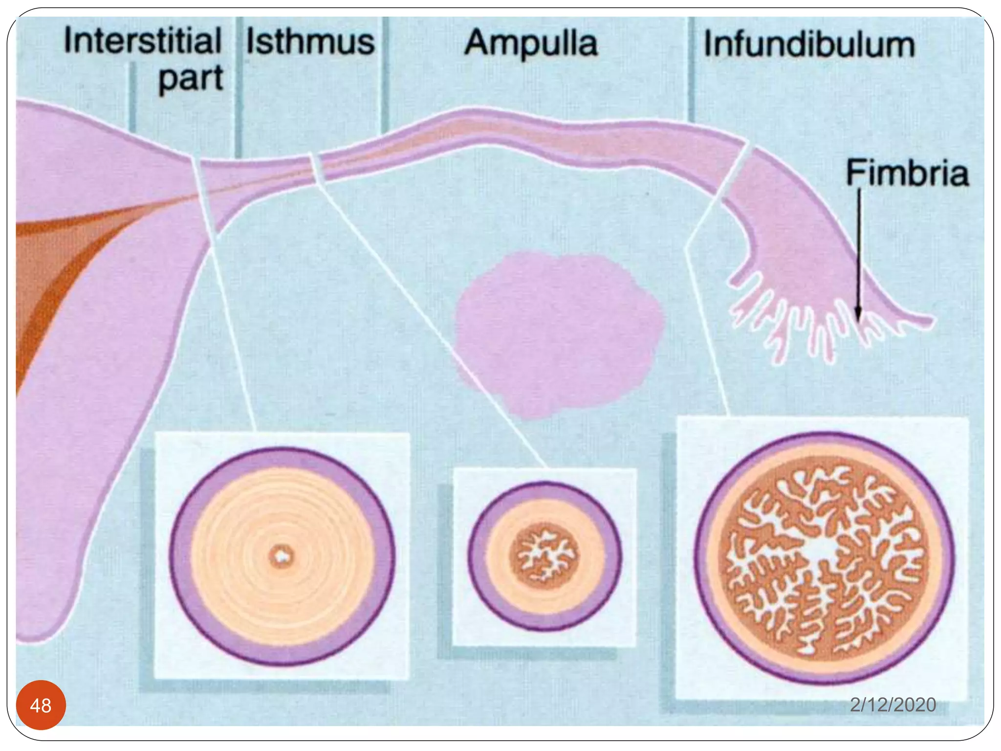 2 gametogenesis, fertilization, | PPT