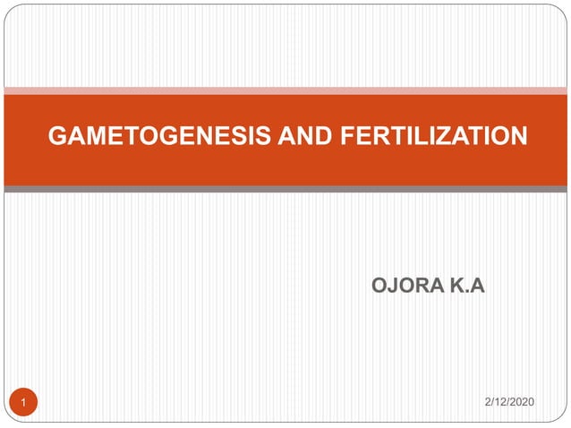 2 gametogenesis, fertilization, | PPT