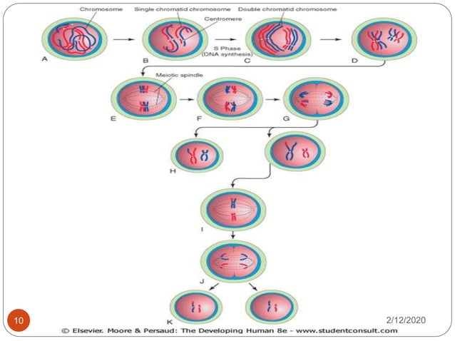 2 gametogenesis, fertilization, | PPT