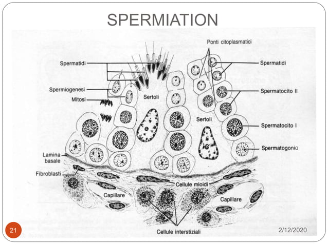 2 gametogenesis, fertilization, | PPT