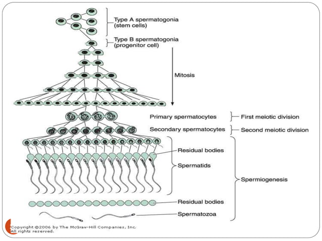 2 gametogenesis, fertilization, | PPT