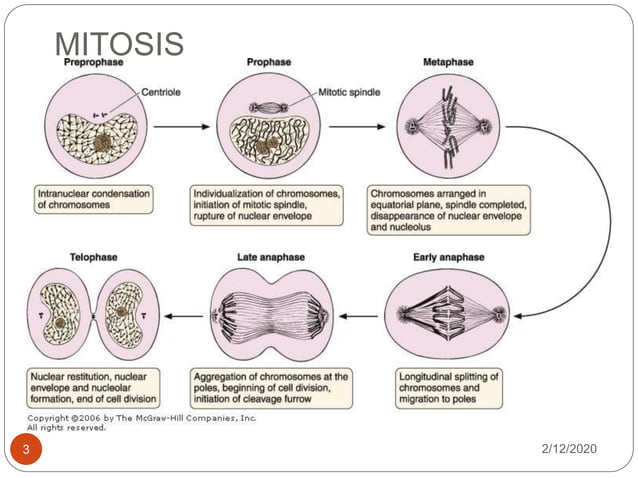 2 gametogenesis, fertilization, | PPT