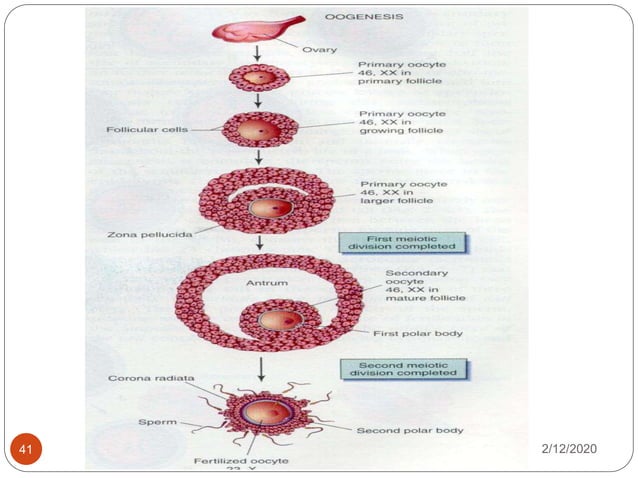2 gametogenesis, fertilization, | PPT