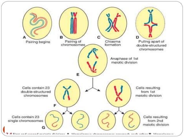2 gametogenesis, fertilization, | PPT