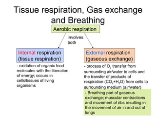 Chapter 10 Lesson 2 - Gaseous Exchange in the Lungs and Lung capacity | PPT