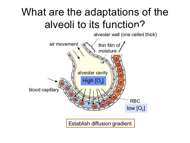 Chapter 10 Lesson 2 - Gaseous Exchange in the Lungs and Lung capacity