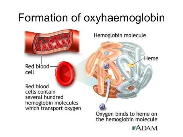Chapter 10 Lesson 2 - Gaseous Exchange in the Lungs and Lung capacity