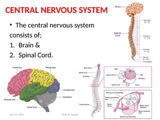 2 GENERAL INTRODUCTION TO NERVOUS SYSTEM’.pptx