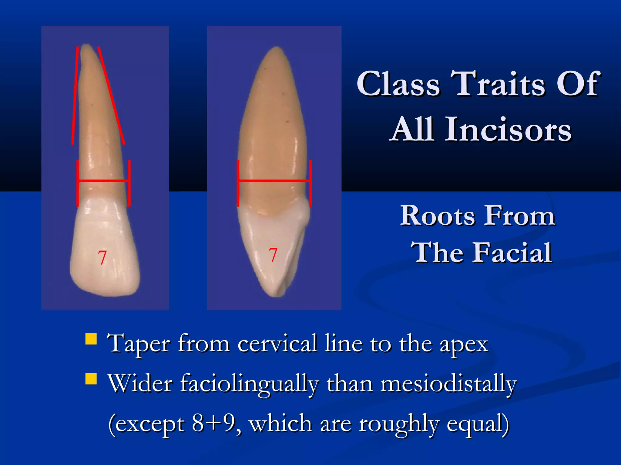 Generals About Incisors | PPT