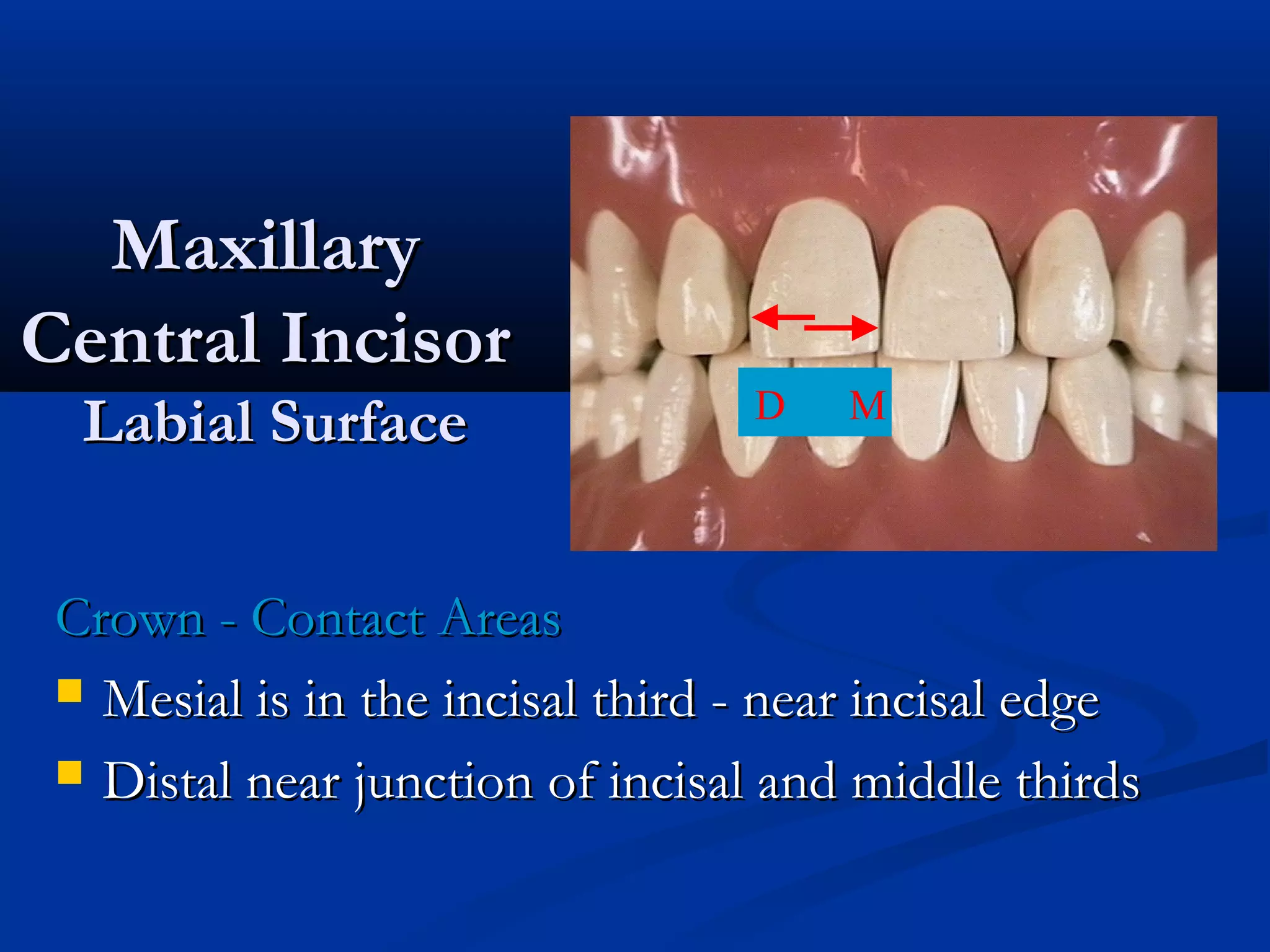 Generals About Incisors | PPT